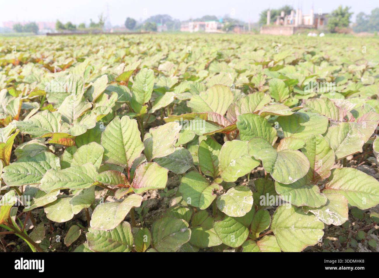 Amaranth farm -Fotos und -Bildmaterial in hoher Auflösung – Alamy