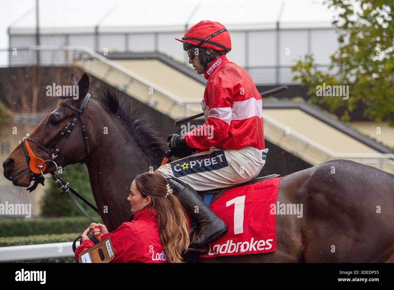 Crambo ruhestand -Fotos und -Bildmaterial in hoher Auflösung – Alamy