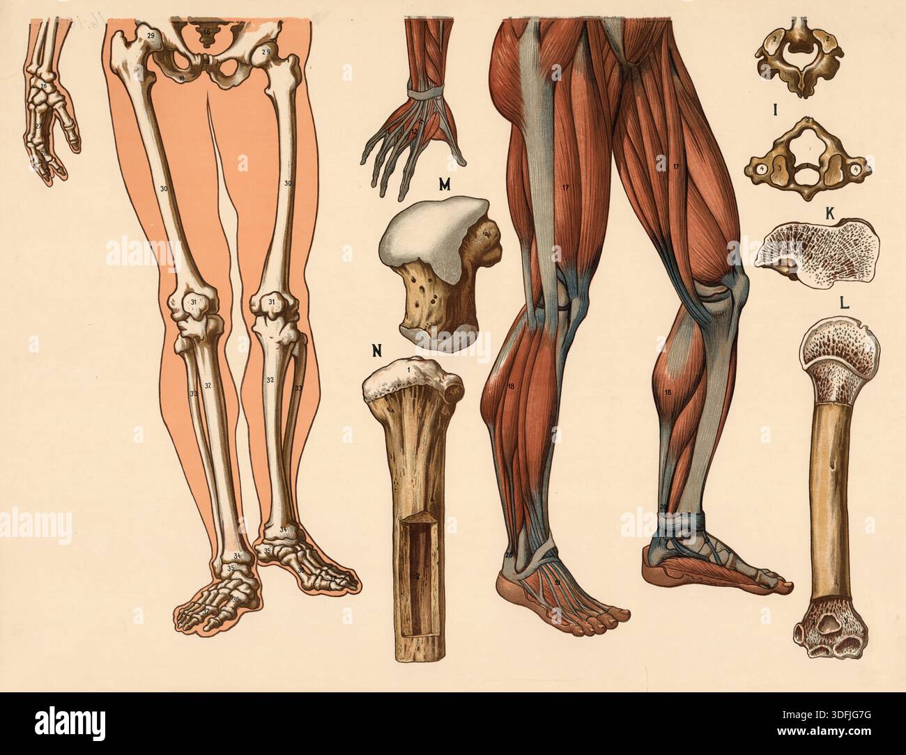 Internal bone structure -Fotos und -Bildmaterial in hoher Auflösung – Alamy