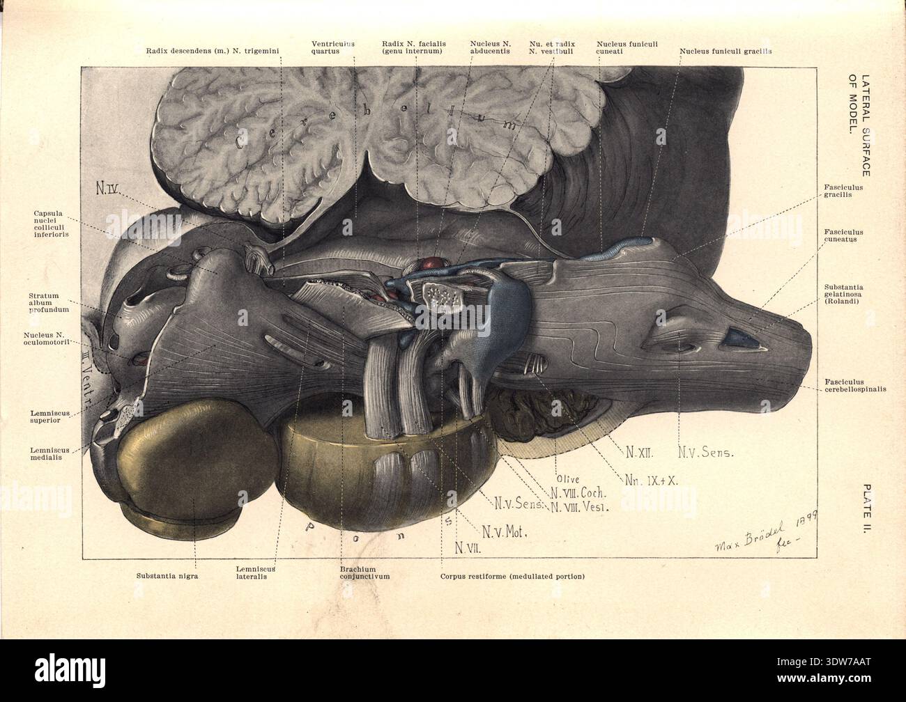 Beschriftetes anatomie gehirn -Fotos und -Bildmaterial in hoher ...