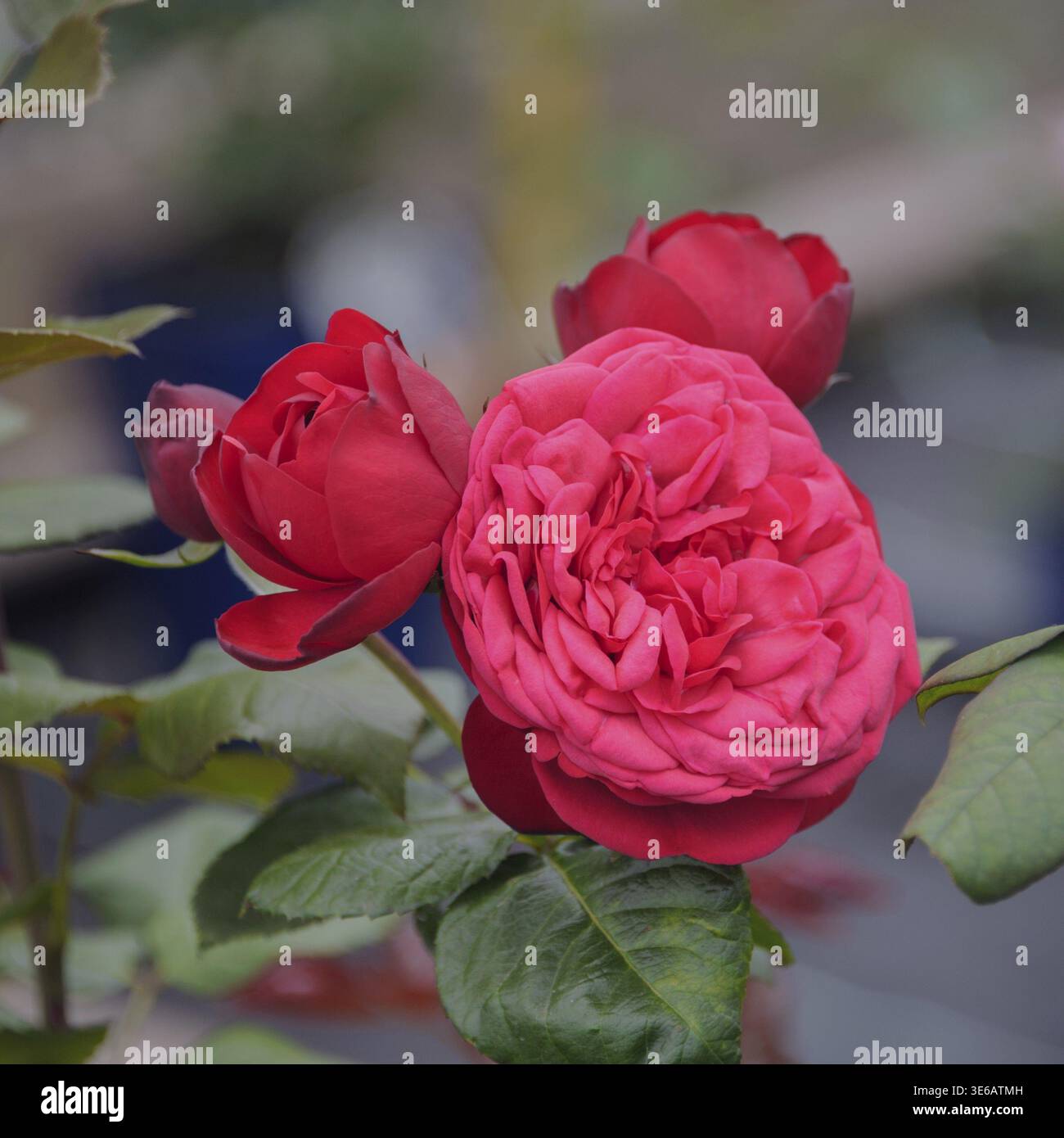 Evangelium weinstock -Fotos und -Bildmaterial in hoher Auflösung – Alamy