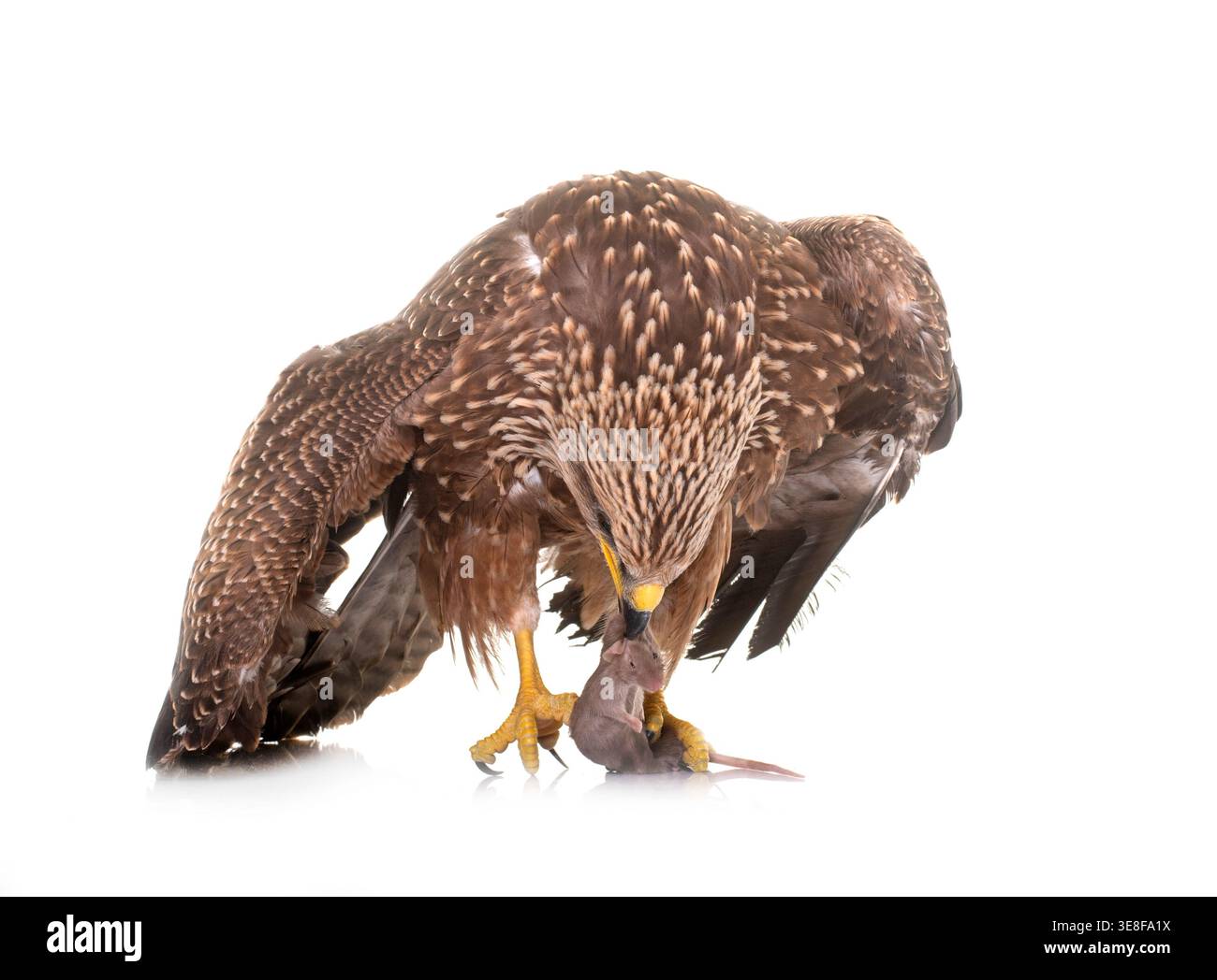 Maeuse bussard -Fotos und -Bildmaterial in hoher Auflösung – Alamy