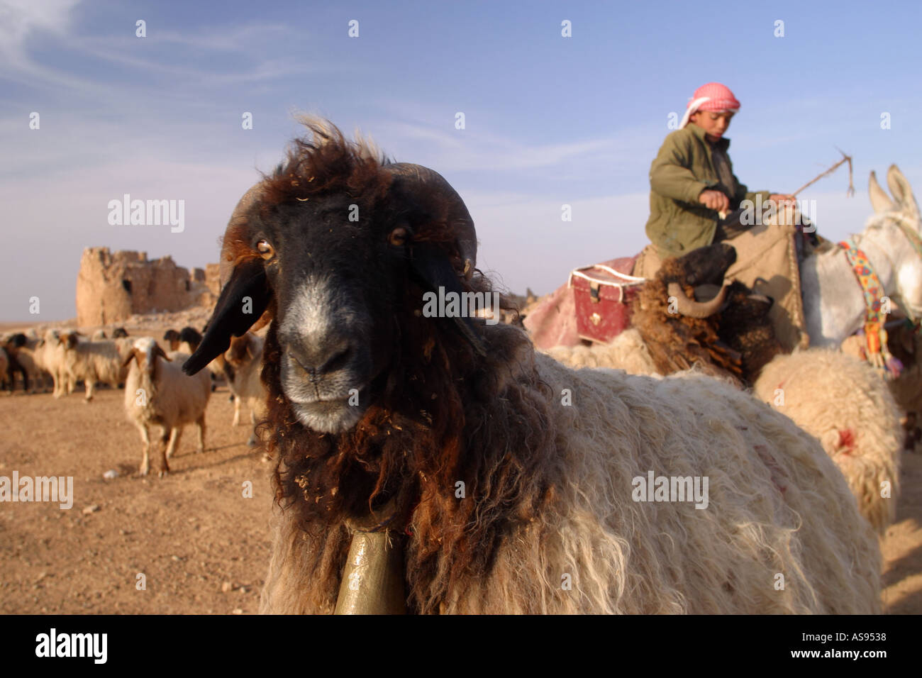 Bedouin Sheep Shepherd Syria Stockfotos & Bedouin Sheep Shepherd Syria ...