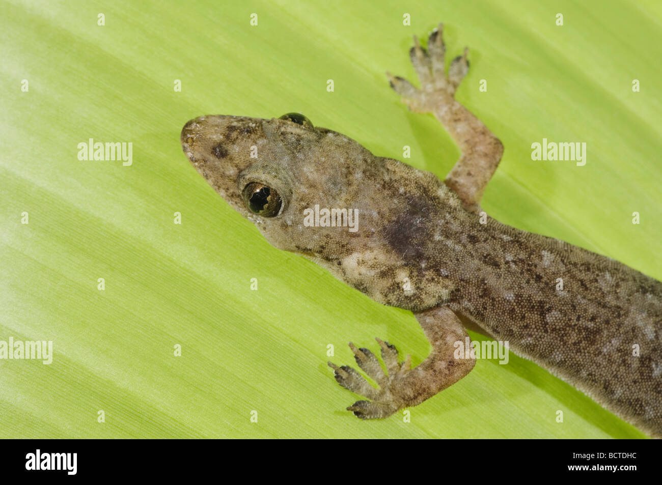 Costa Rican Geckos Stockfotos und -bilder Kaufen - Alamy