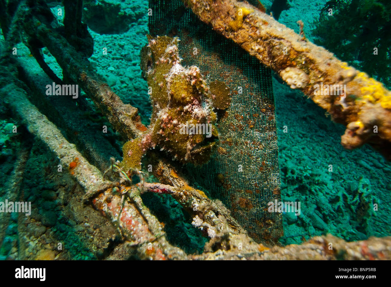 Tiefsee Anglerfisch Stockfotos und -bilder Kaufen - Alamy