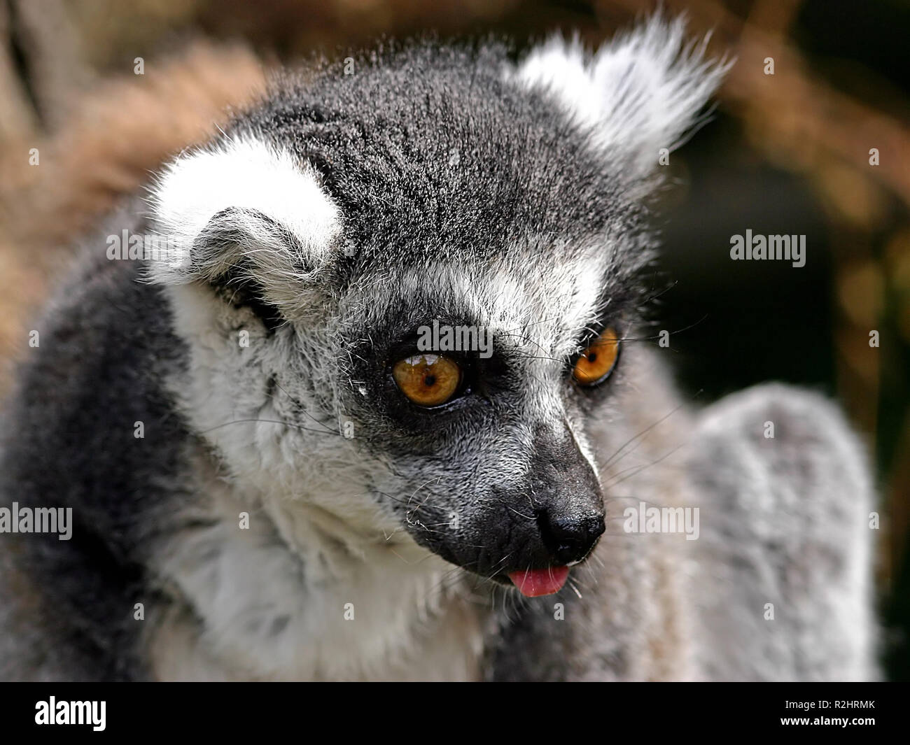 Tongue Rausstrecken Stockfotos und -bilder Kaufen - Alamy