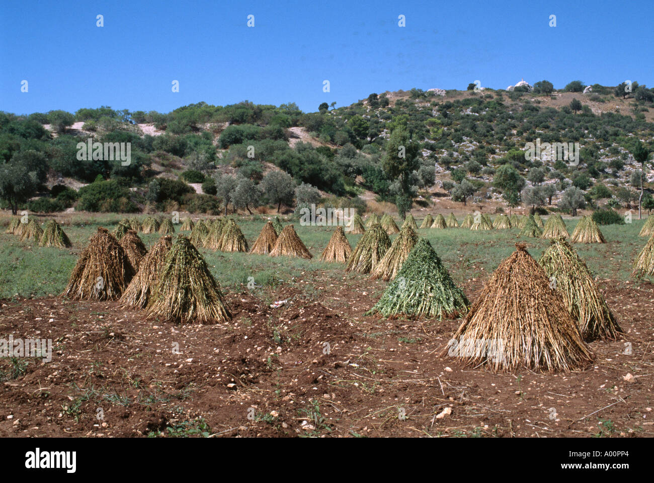 Sesam landwirtschaftliche ernte -Fotos und -Bildmaterial in hoher ...