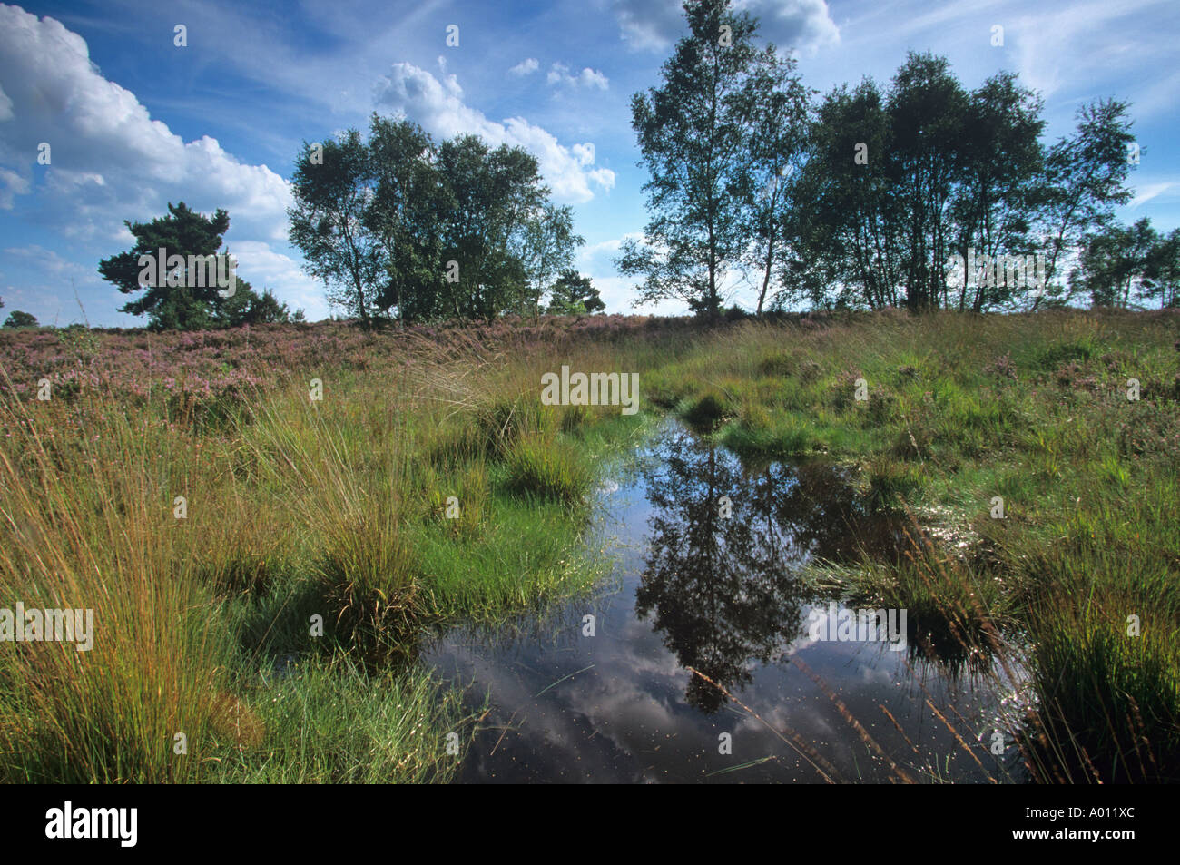 Chobham blumen -Fotos und -Bildmaterial in hoher Auflösung – Alamy