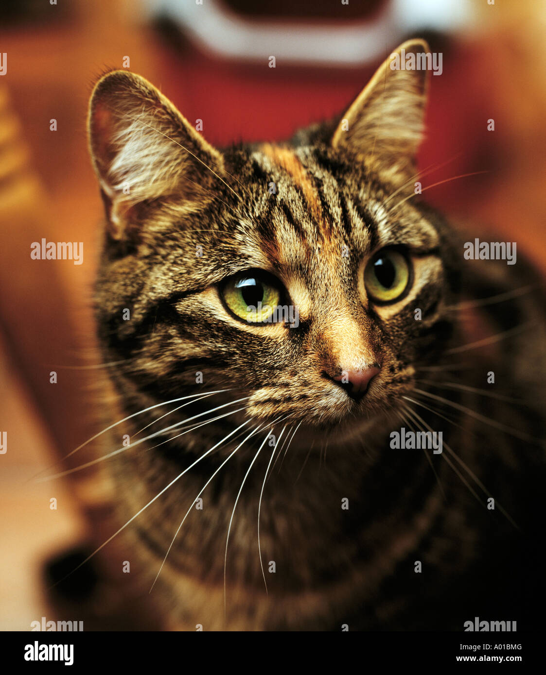 Katzenhafte haltung -Fotos und -Bildmaterial in hoher Auflösung – Alamy