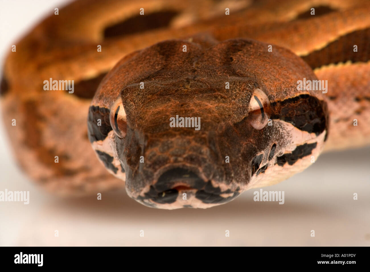 Boa constrictors -Fotos und -Bildmaterial in hoher Auflösung – Alamy