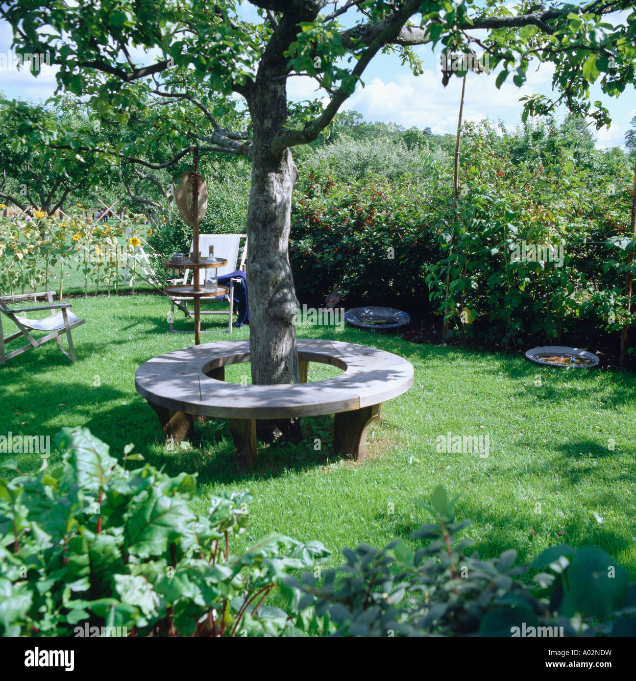 Integrale kreisförmige Bank Großbaum auf Rasen Stockfotografie - Alamy