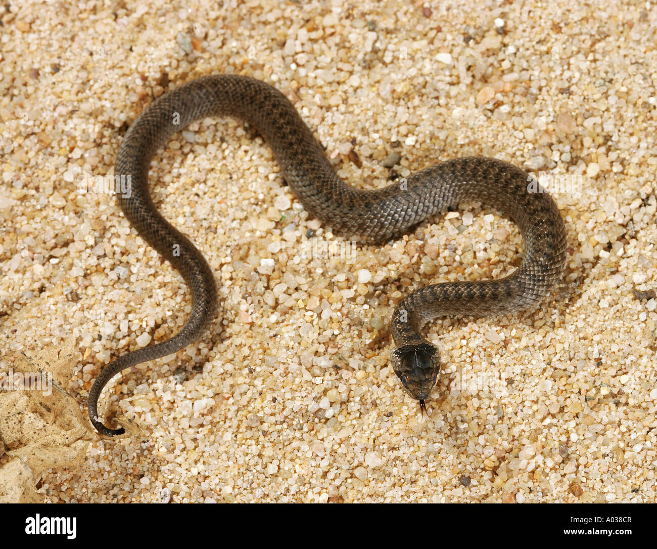Giftschlangen Europas Stockfotos und -bilder Kaufen - Alamy