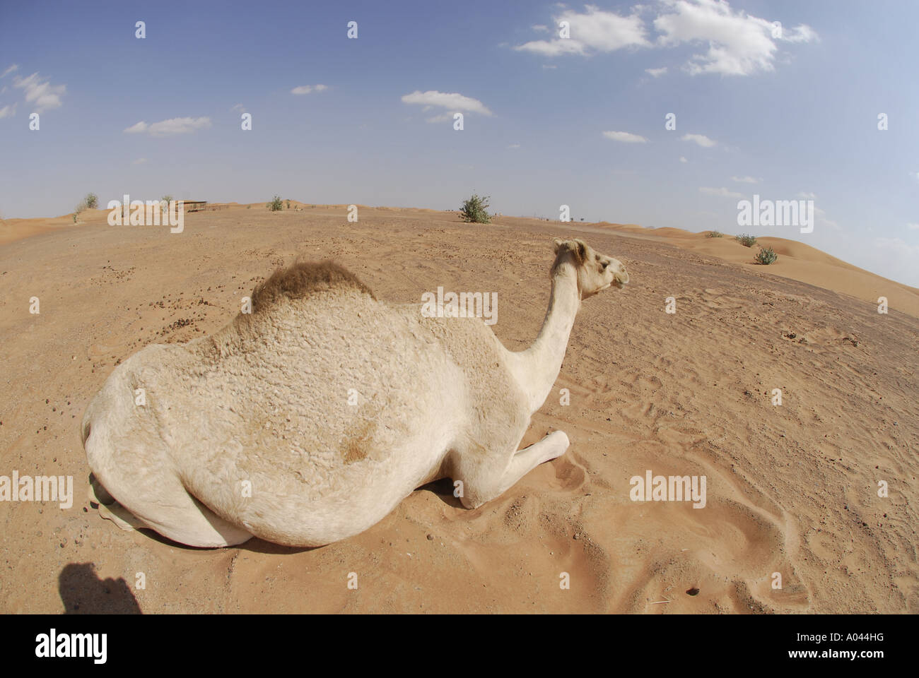 Kamel Tier Dubai VAE nicht weit von Dubai Wind formt den Sand in ...