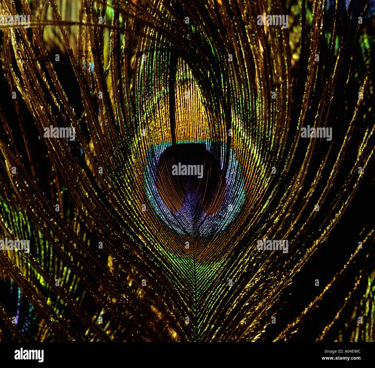 Pfauenfeder kunst -Fotos und -Bildmaterial in hoher Auflösung – Alamy