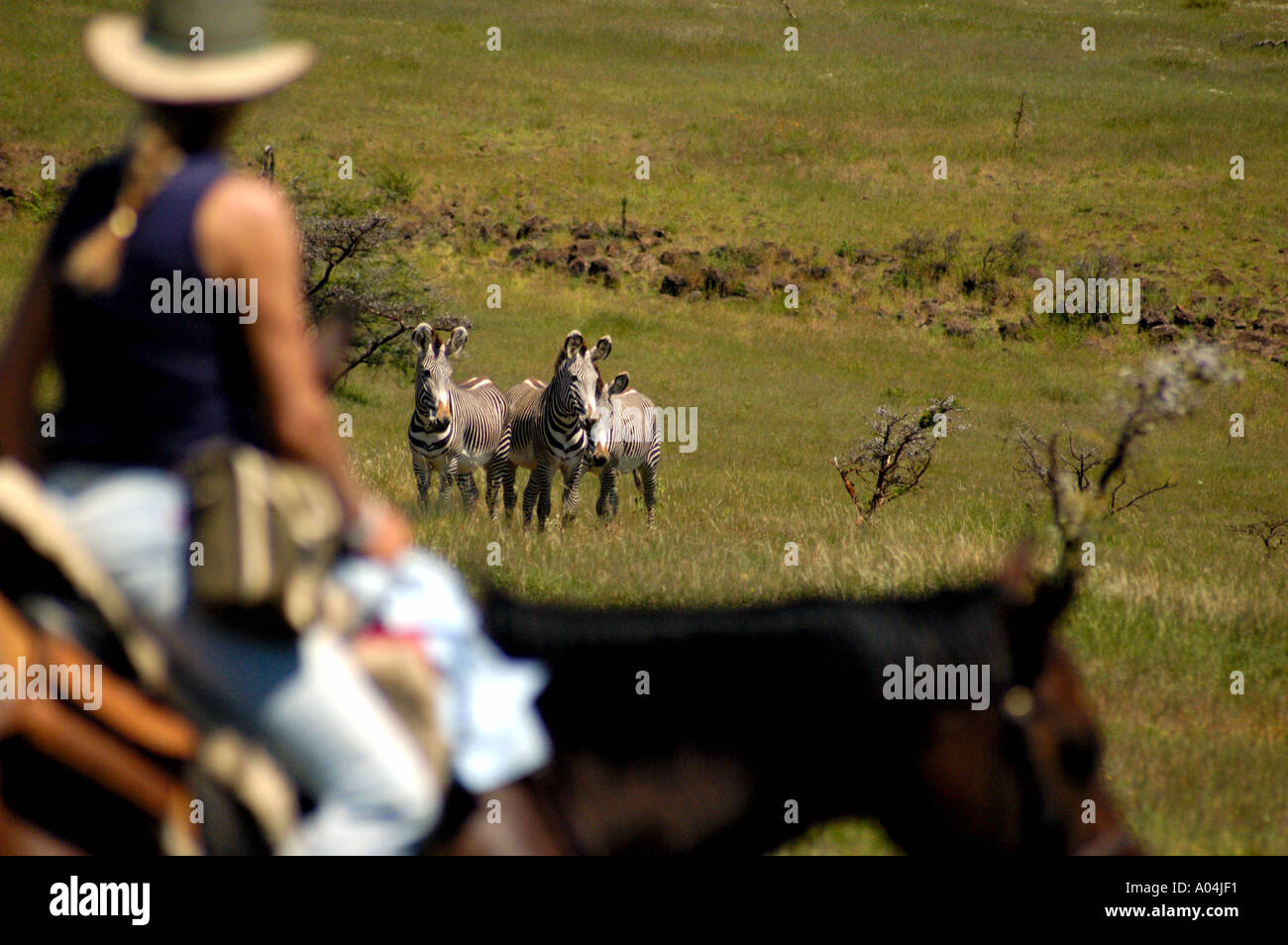 Zebra reiten afrika -Fotos und -Bildmaterial in hoher Auflösung – Alamy