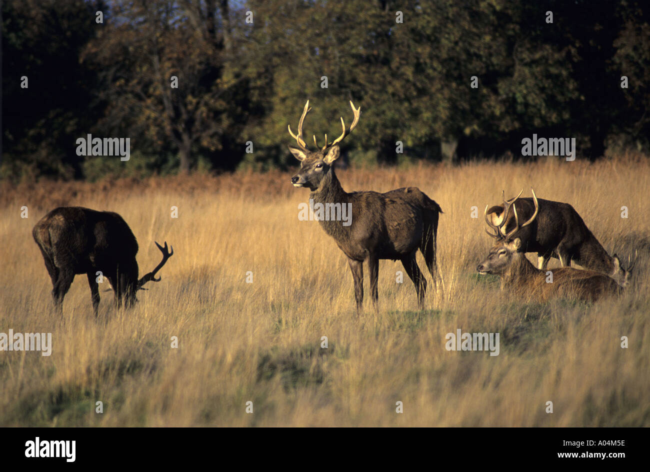 Roter Hirsch Reh Richmond park Stockfotografie - Alamy