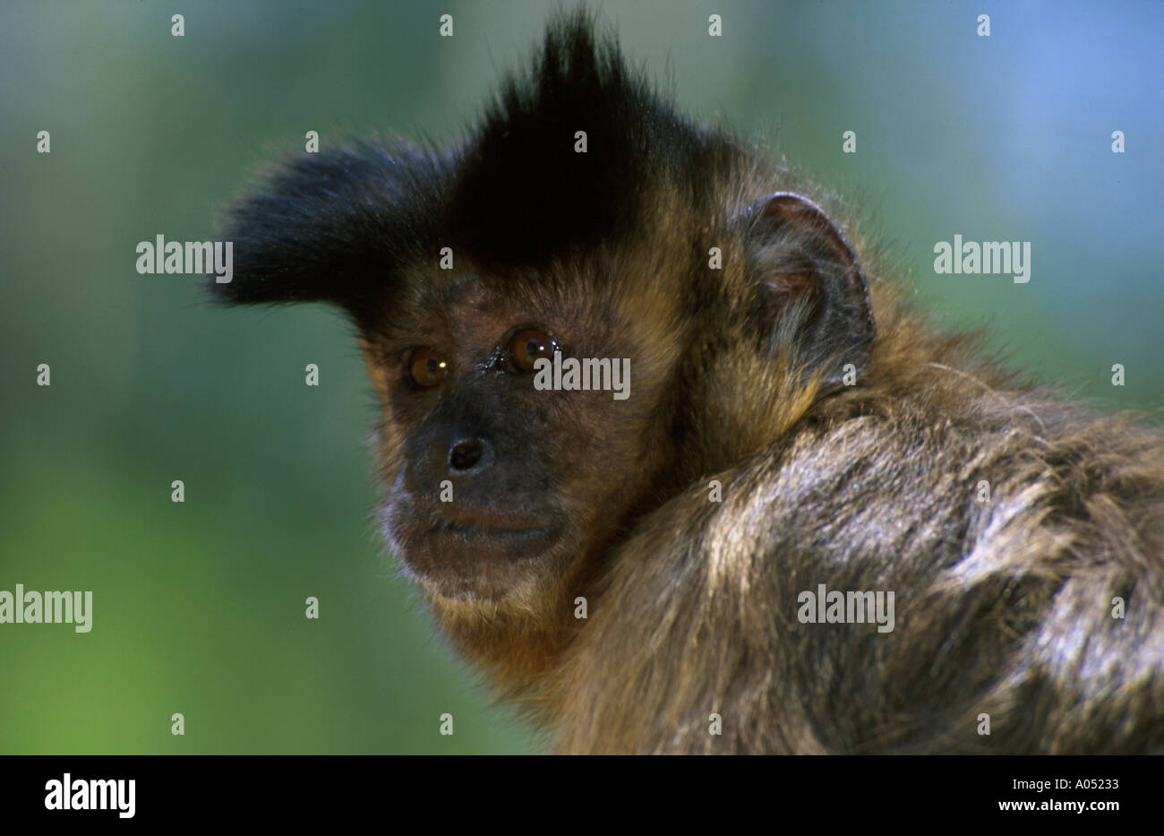 Kapuziner mit kapuze -Fotos und -Bildmaterial in hoher Auflösung – Alamy