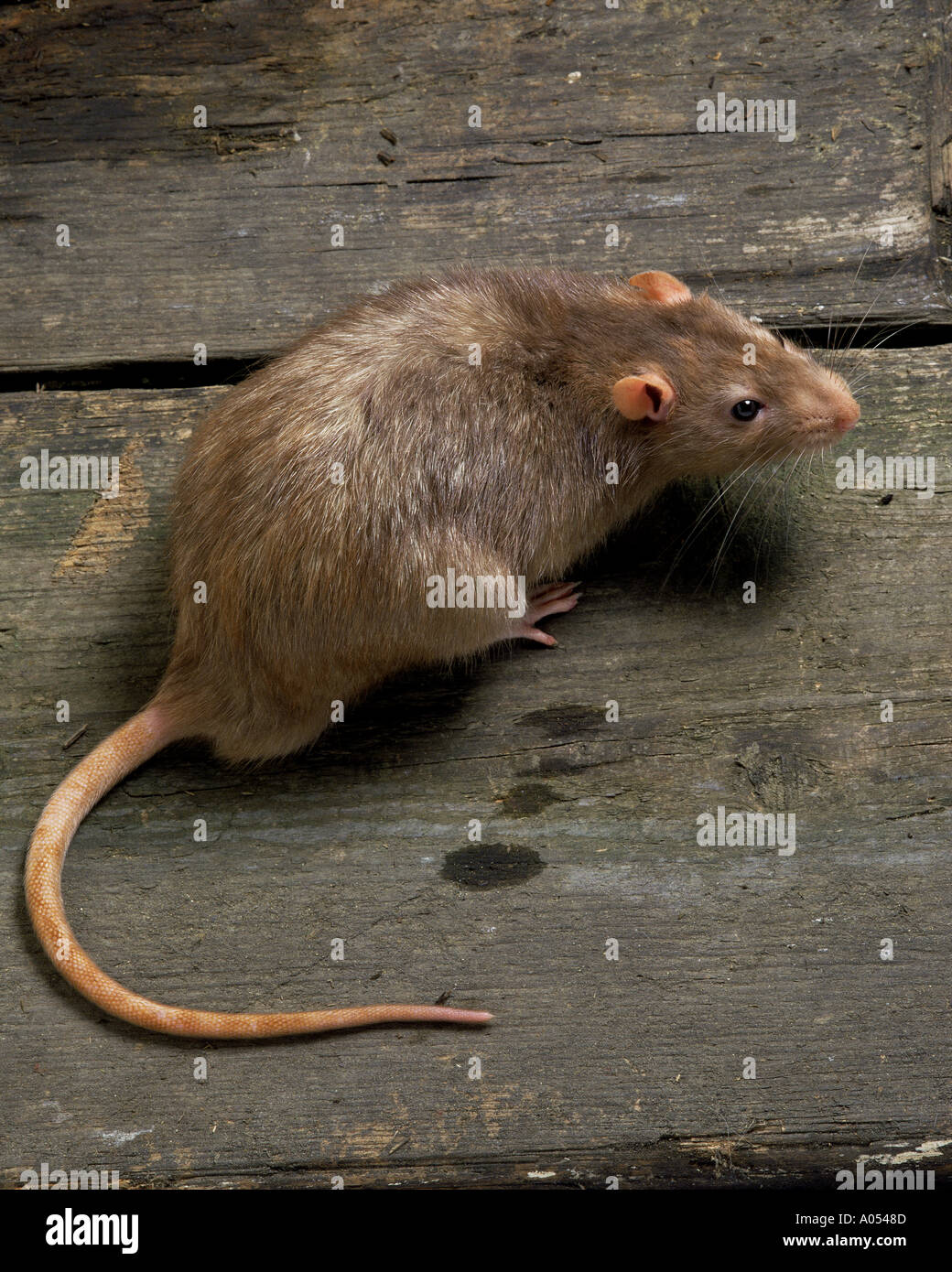 Mit Ratte Stockfotos und -bilder Kaufen - Alamy