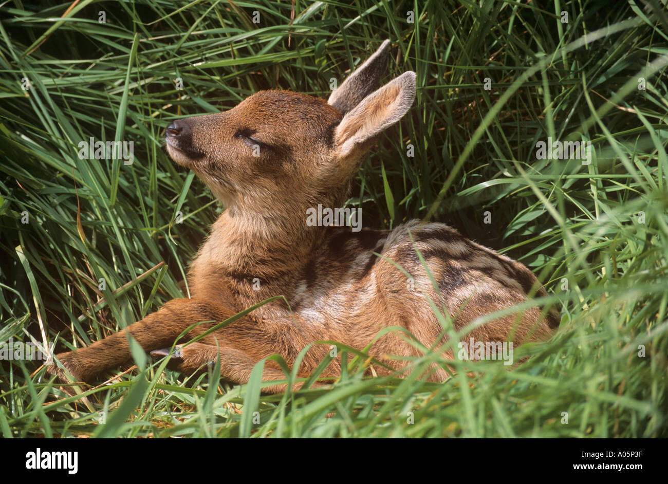 Reh-Kind in der Sonne Stockfotografie - Alamy