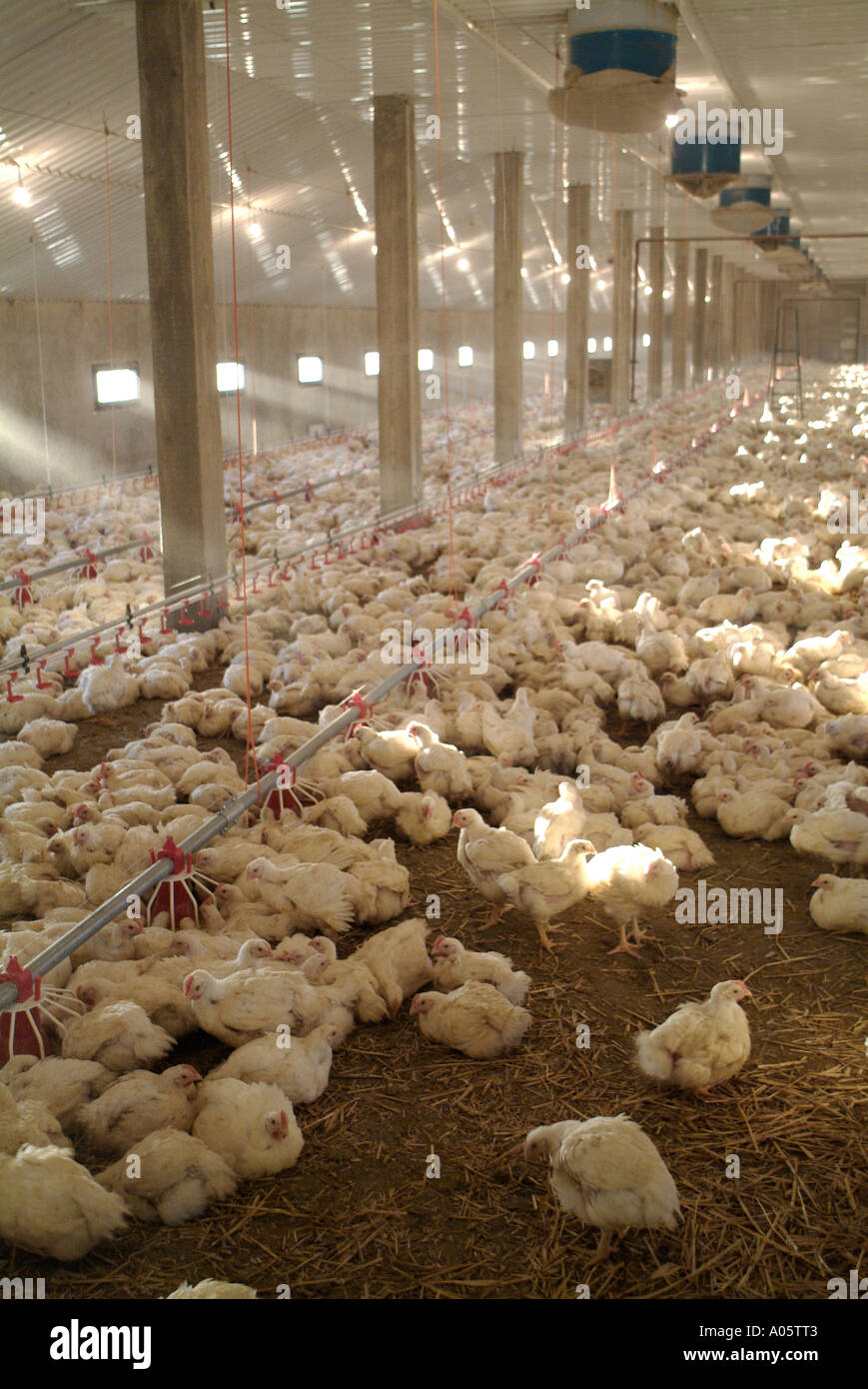 Vertikaler broiler -Fotos und -Bildmaterial in hoher Auflösung – Alamy