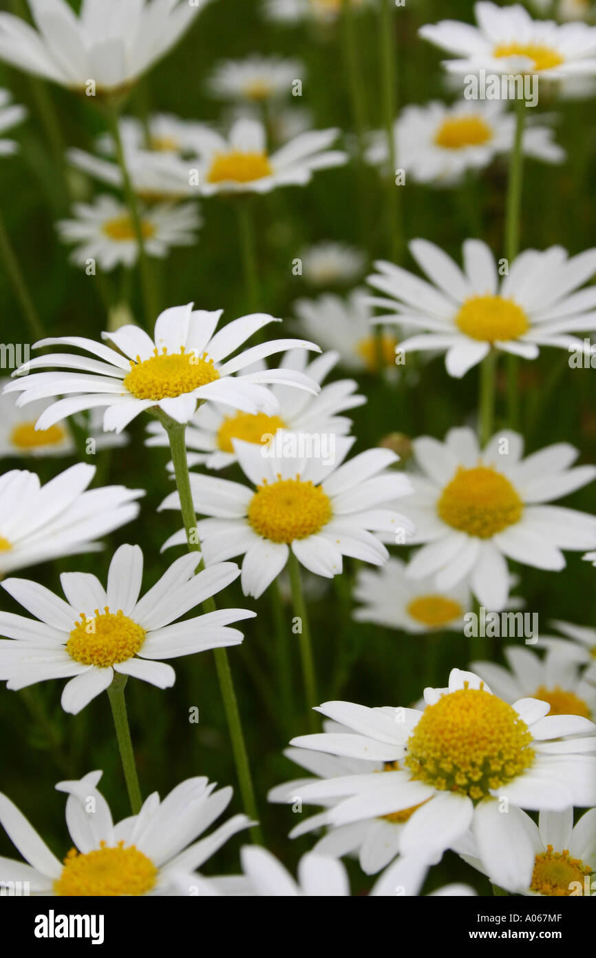 Wildblumen margeriten -Fotos und -Bildmaterial in hoher Auflösung – Alamy