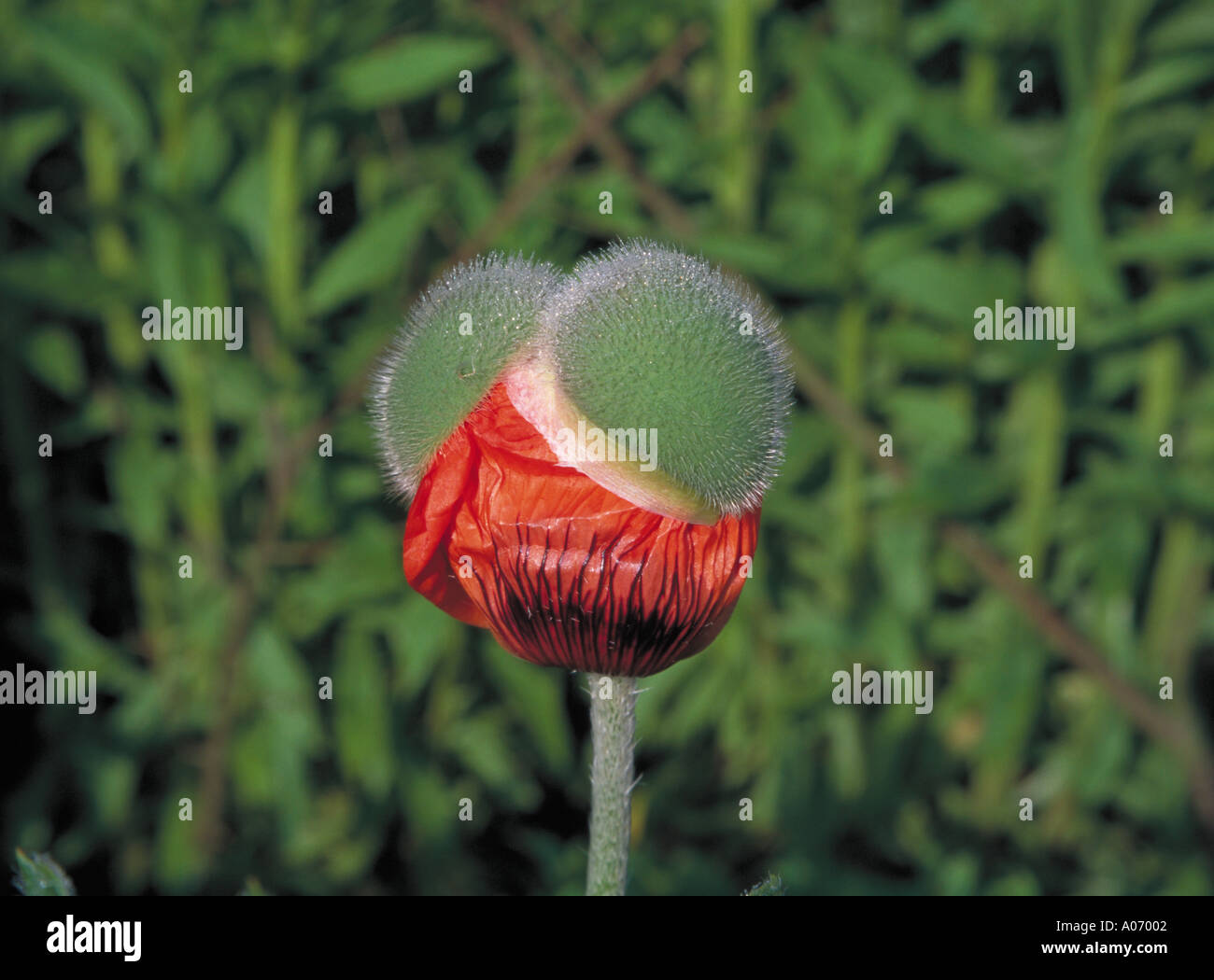Julie stamm -Fotos und -Bildmaterial in hoher Auflösung – Alamy