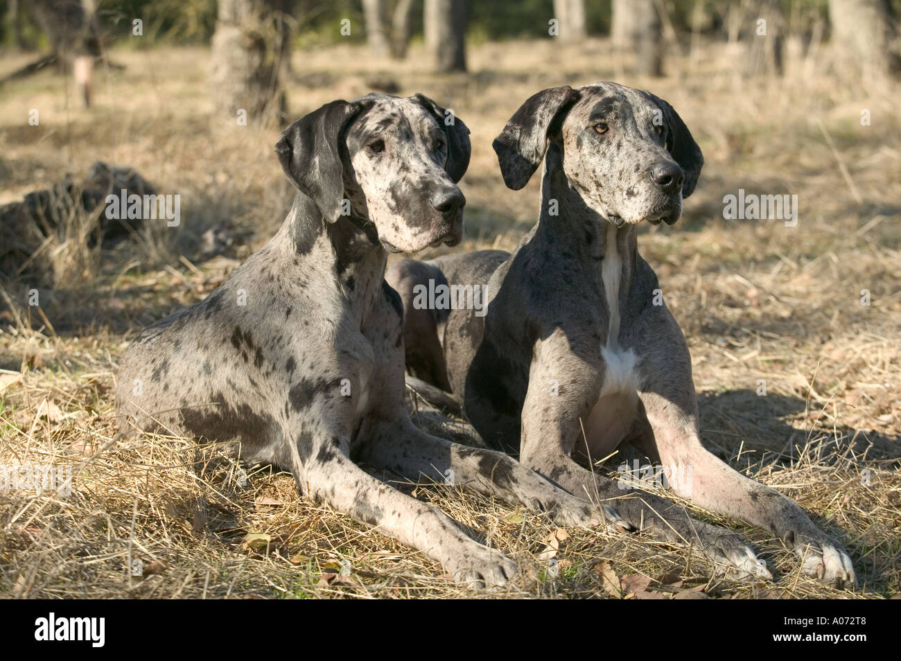 Graue deutsche dogge -Fotos und -Bildmaterial in hoher Auflösung – Alamy