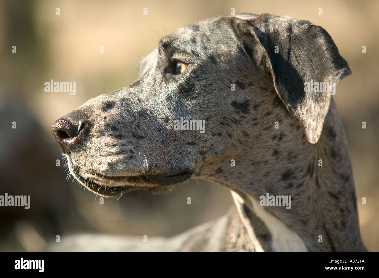 Graue deutsche dogge -Fotos und -Bildmaterial in hoher Auflösung – Alamy