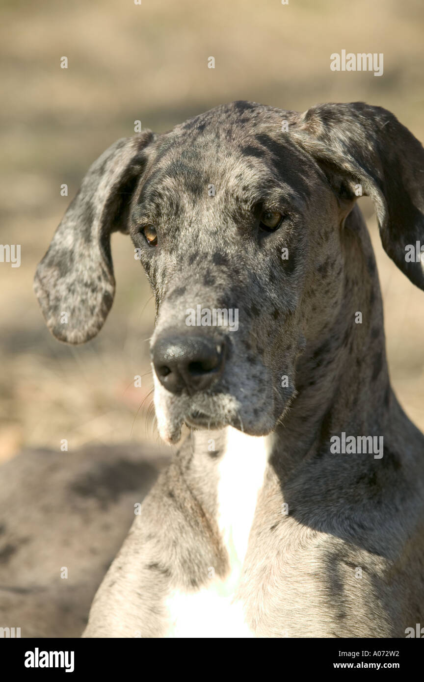 Graue Deutsche Dogge Stockfotos und -bilder Kaufen - Alamy