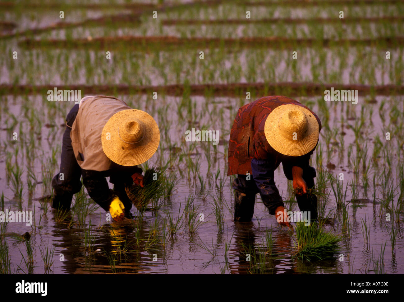 Männer bauern -Fotos und -Bildmaterial in hoher Auflösung - Seite 2 - Alamy
