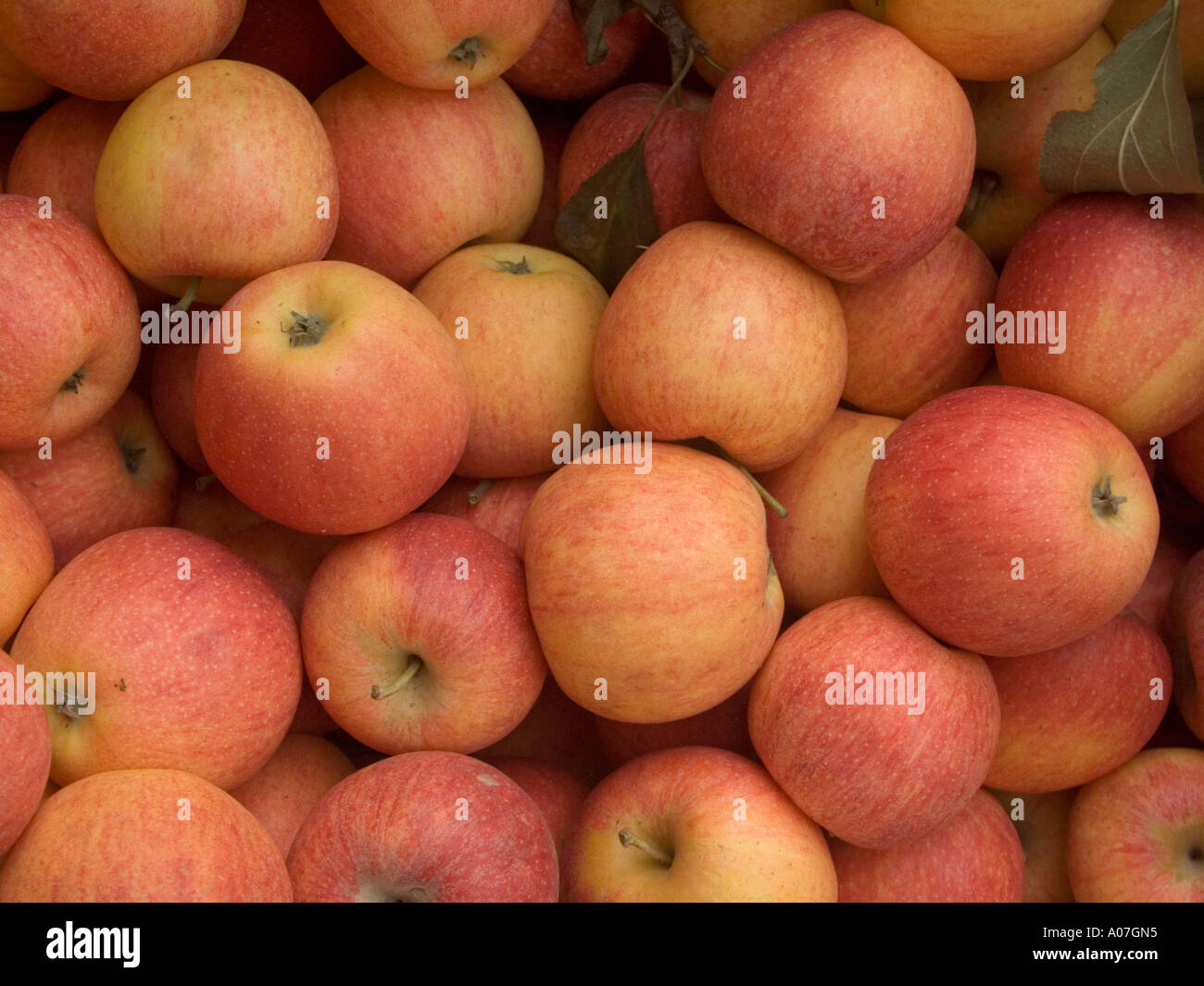 Apple apples annurca -Fotos und -Bildmaterial in hoher Auflösung – Alamy