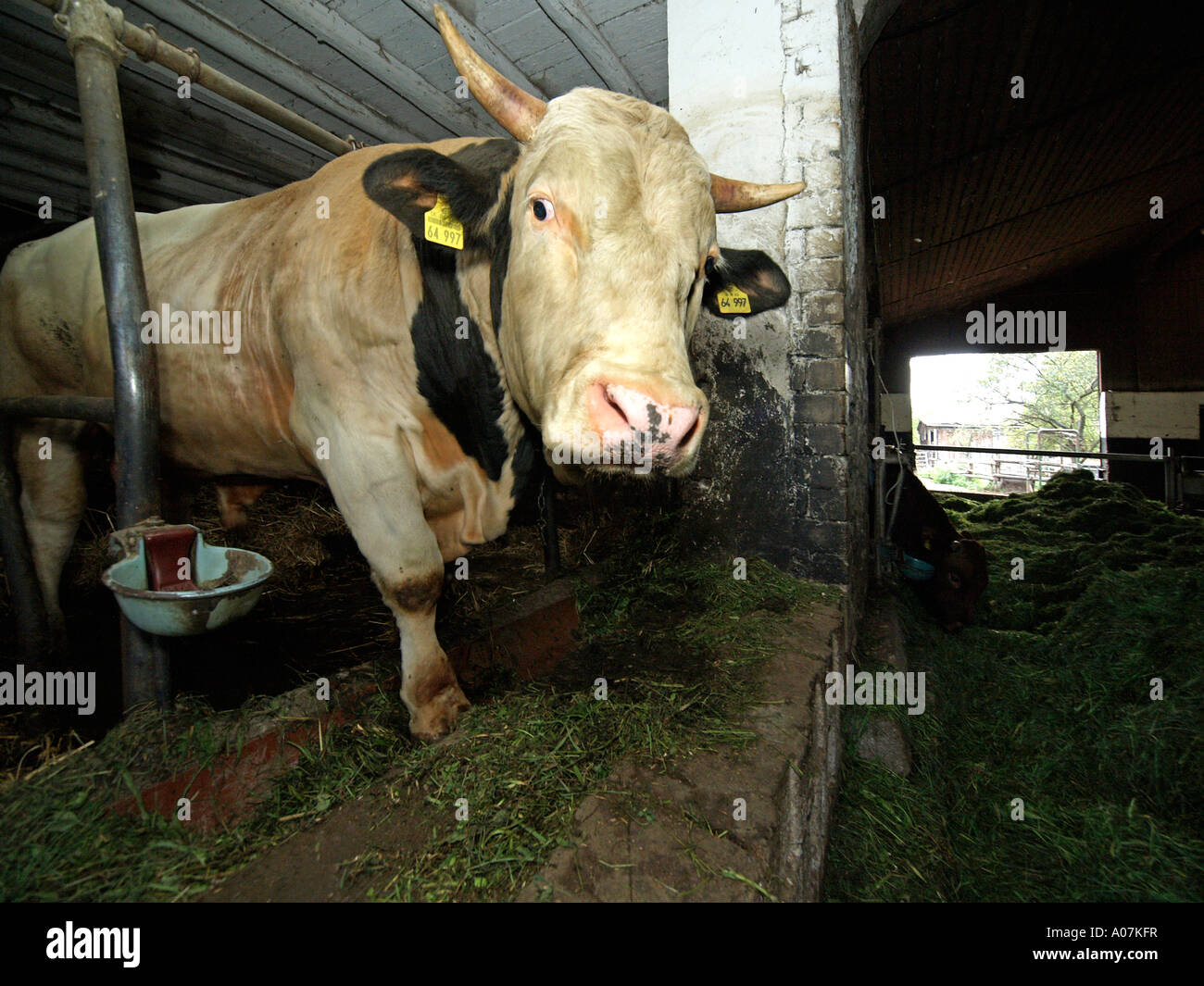 Melkerin im kuhstall -Fotos und -Bildmaterial in hoher Auflösung – Alamy