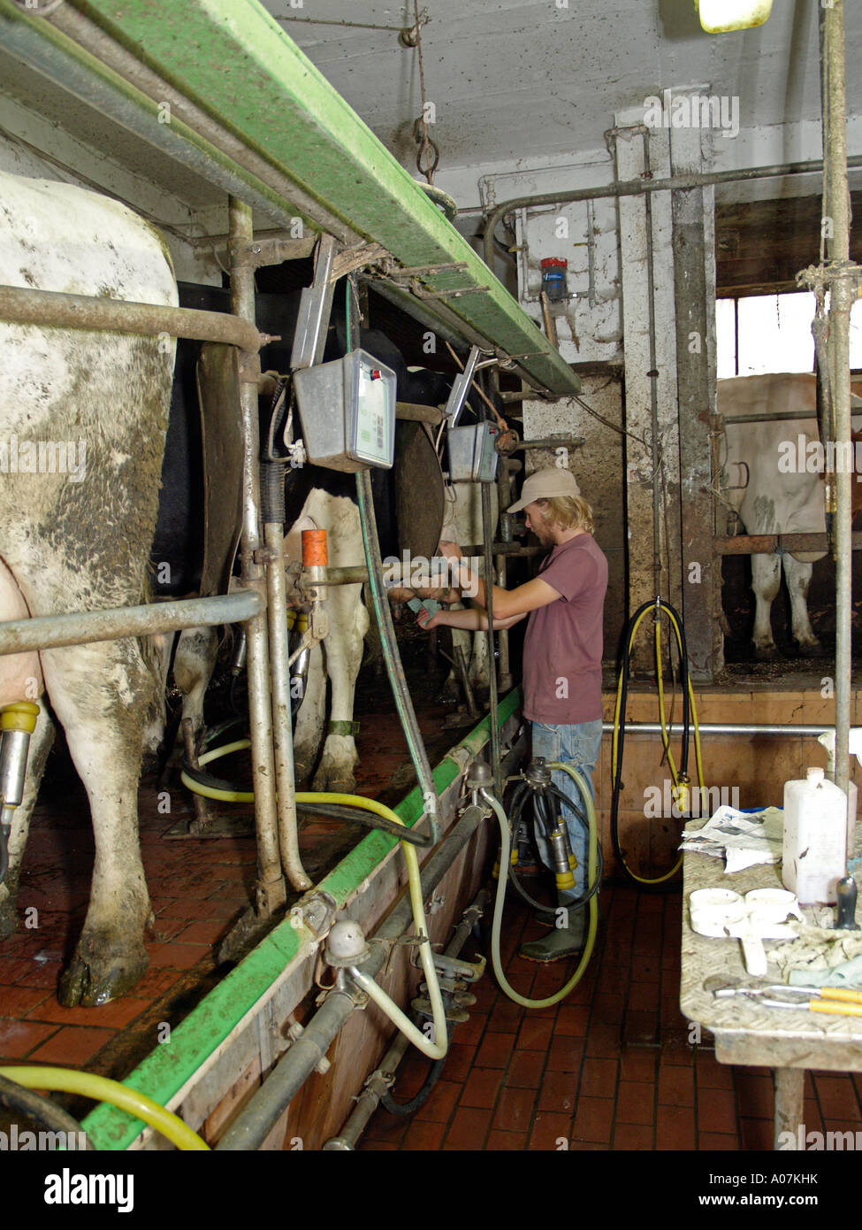 Melkerin Im Kuhstall Stockfotos und -bilder Kaufen - Alamy