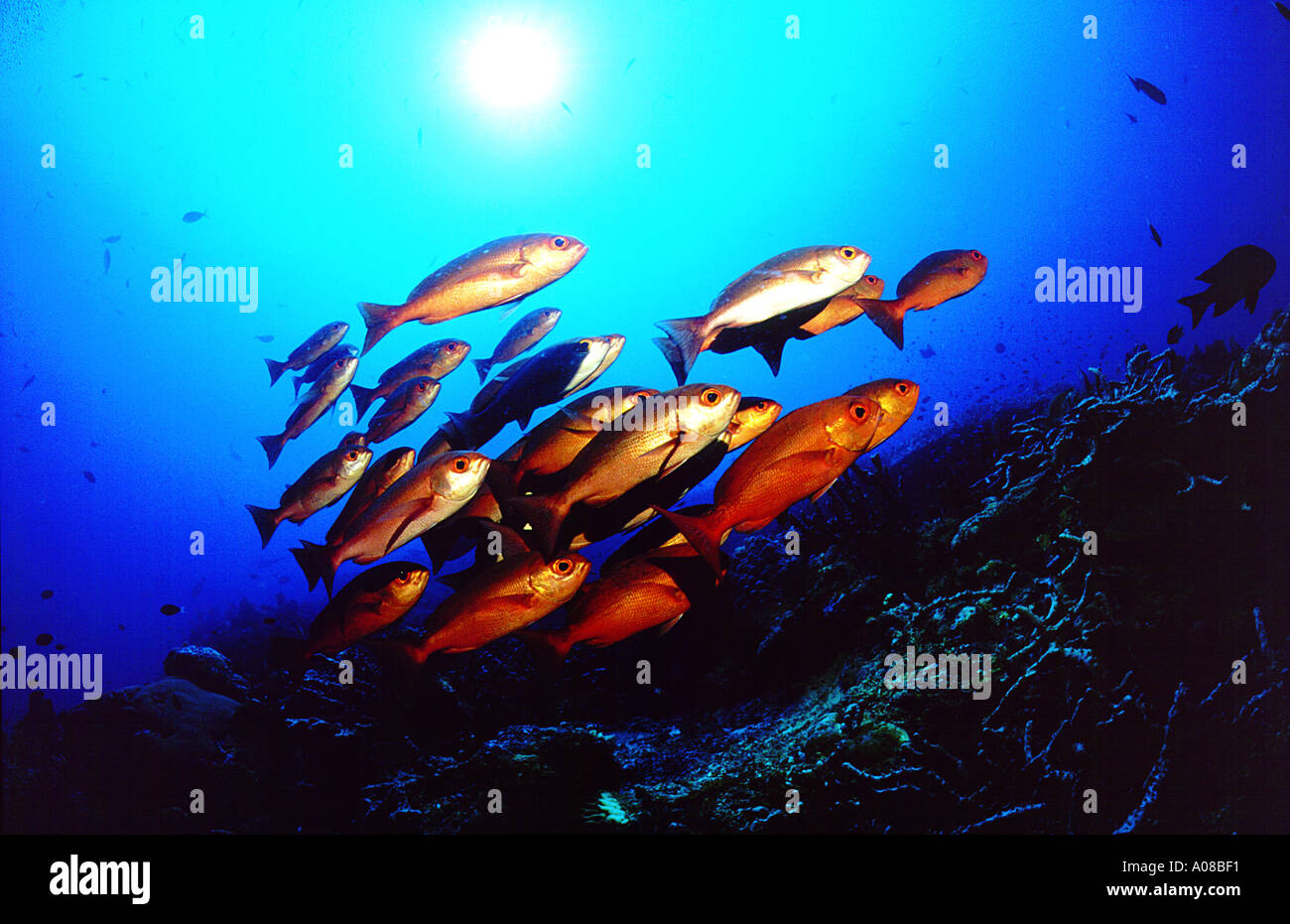 Korallenriff wasserwelt -Fotos und -Bildmaterial in hoher Auflösung – Alamy