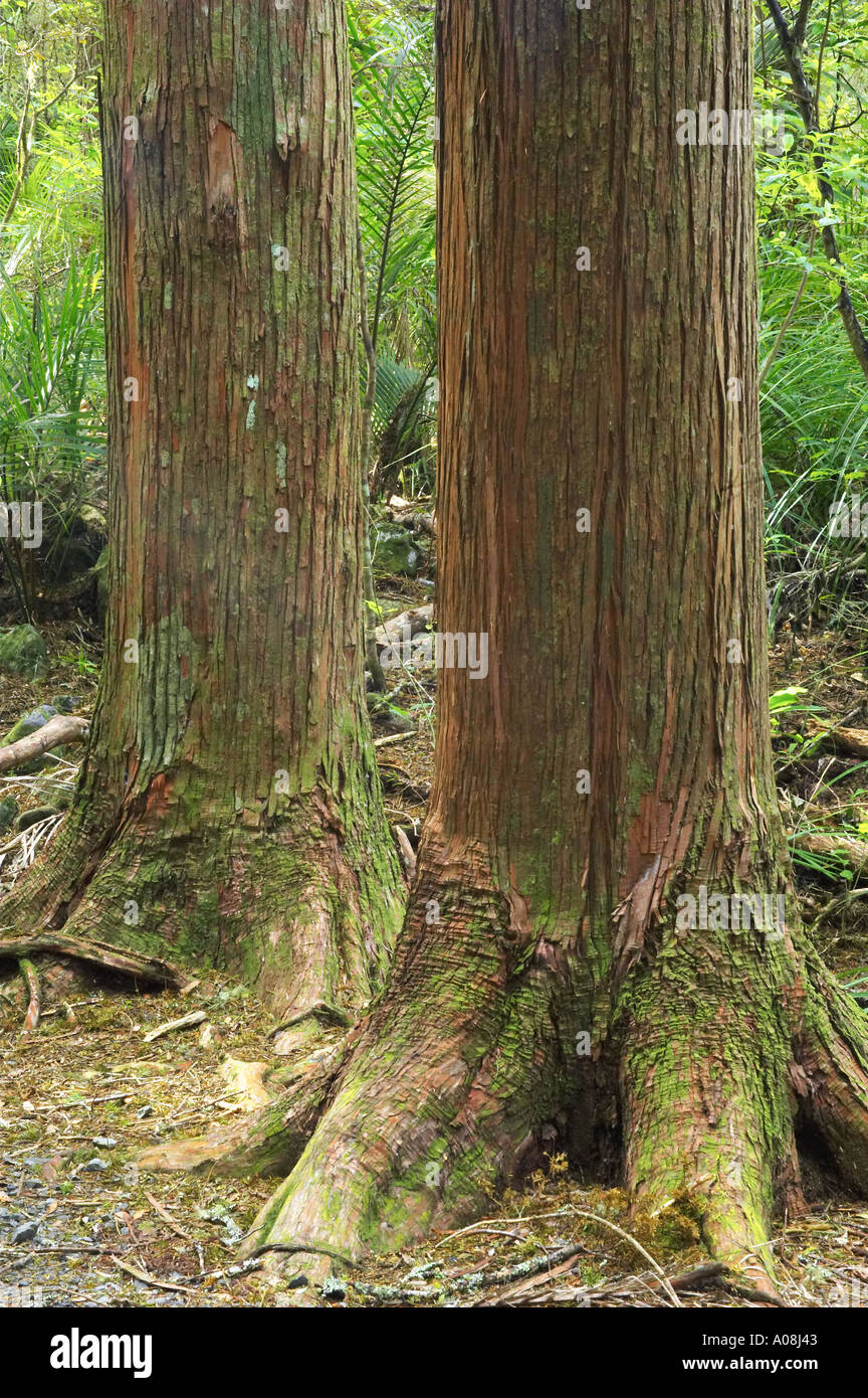 Kauri ist ein einheimischer neuseeländischer baum -Fotos und ...