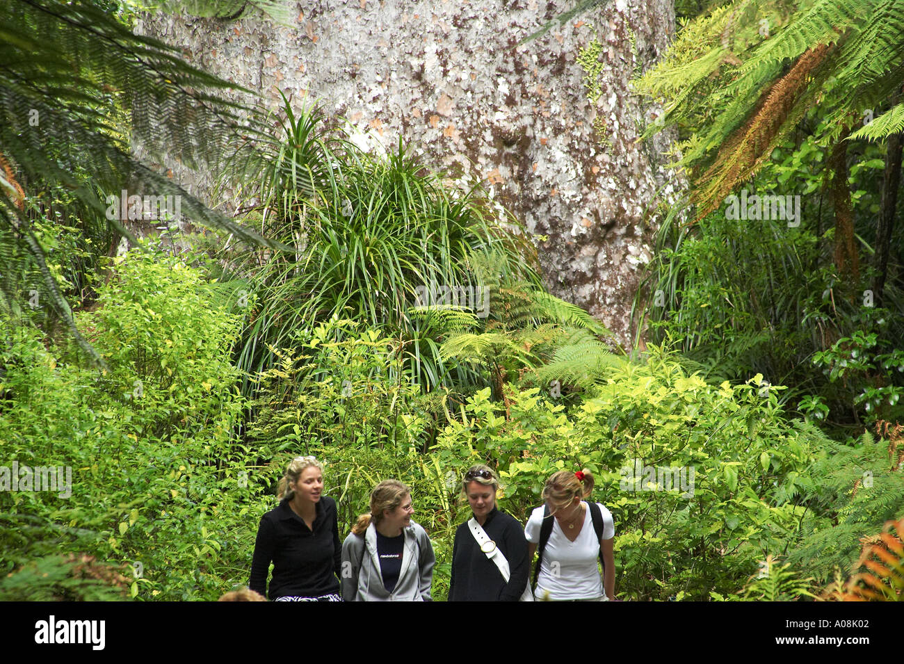 Tane Mahuta Waipoua Kauri Forest Northland Neuseeland Stockfotografie ...