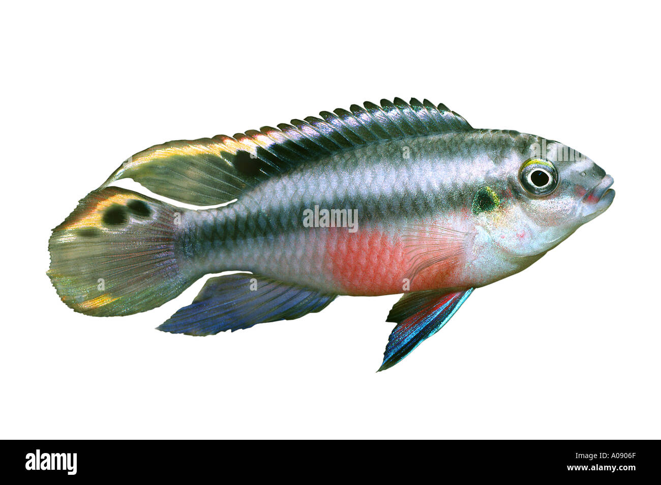 farbige Barsch Aquarienfische PELVICACHROMIS PULCHER oder ...