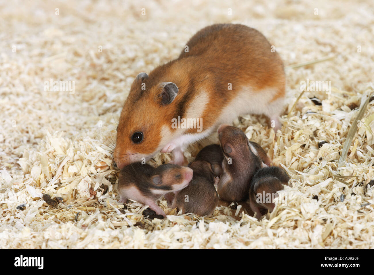 Golden hamster cub -Fotos und -Bildmaterial in hoher Auflösung – Alamy