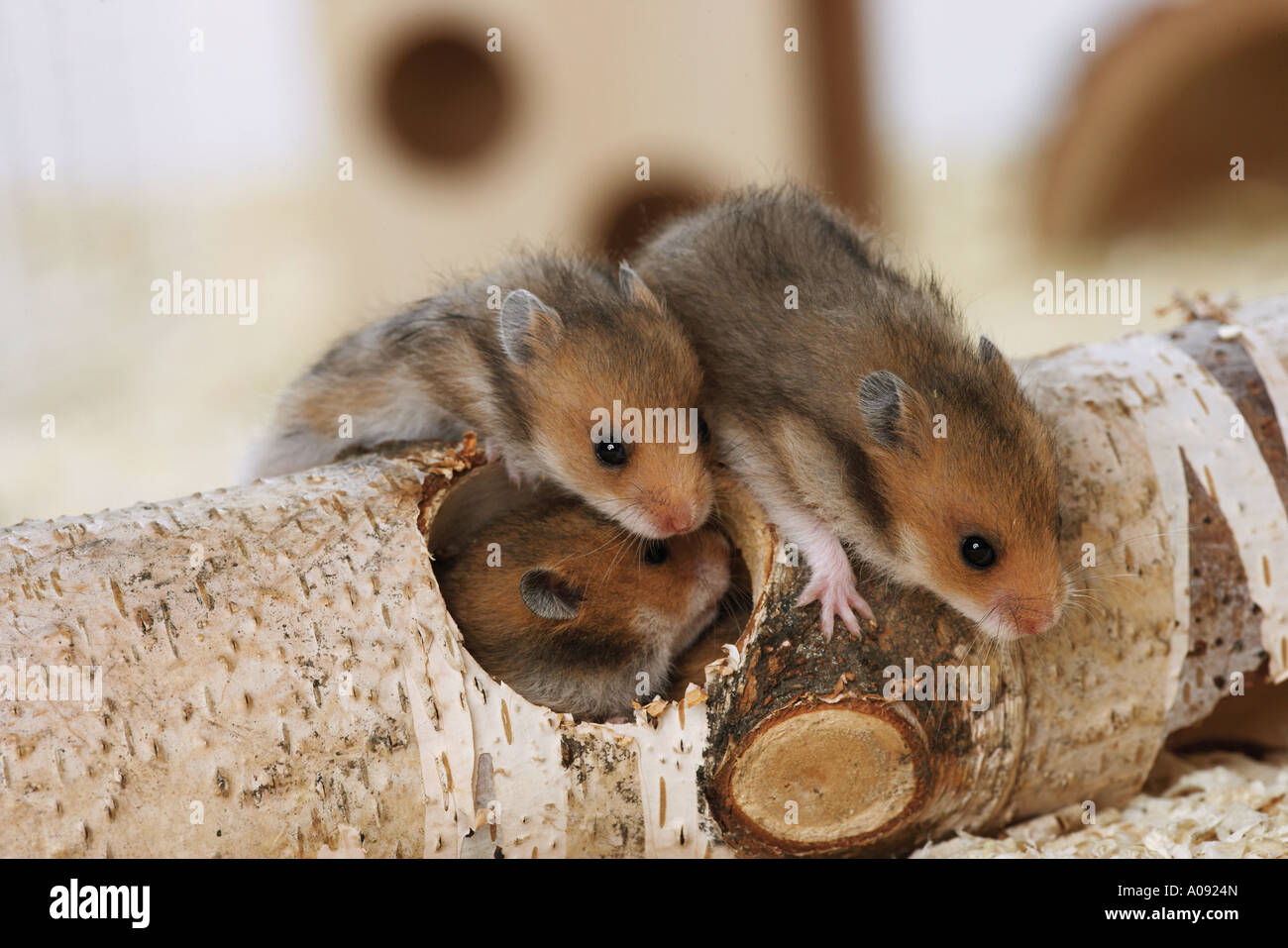 Golden hamster cub -Fotos und -Bildmaterial in hoher Auflösung – Alamy