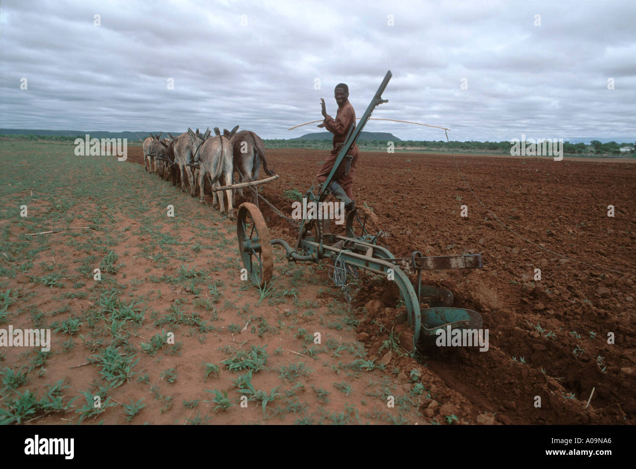 Esel team -Fotos und -Bildmaterial in hoher Auflösung – Alamy