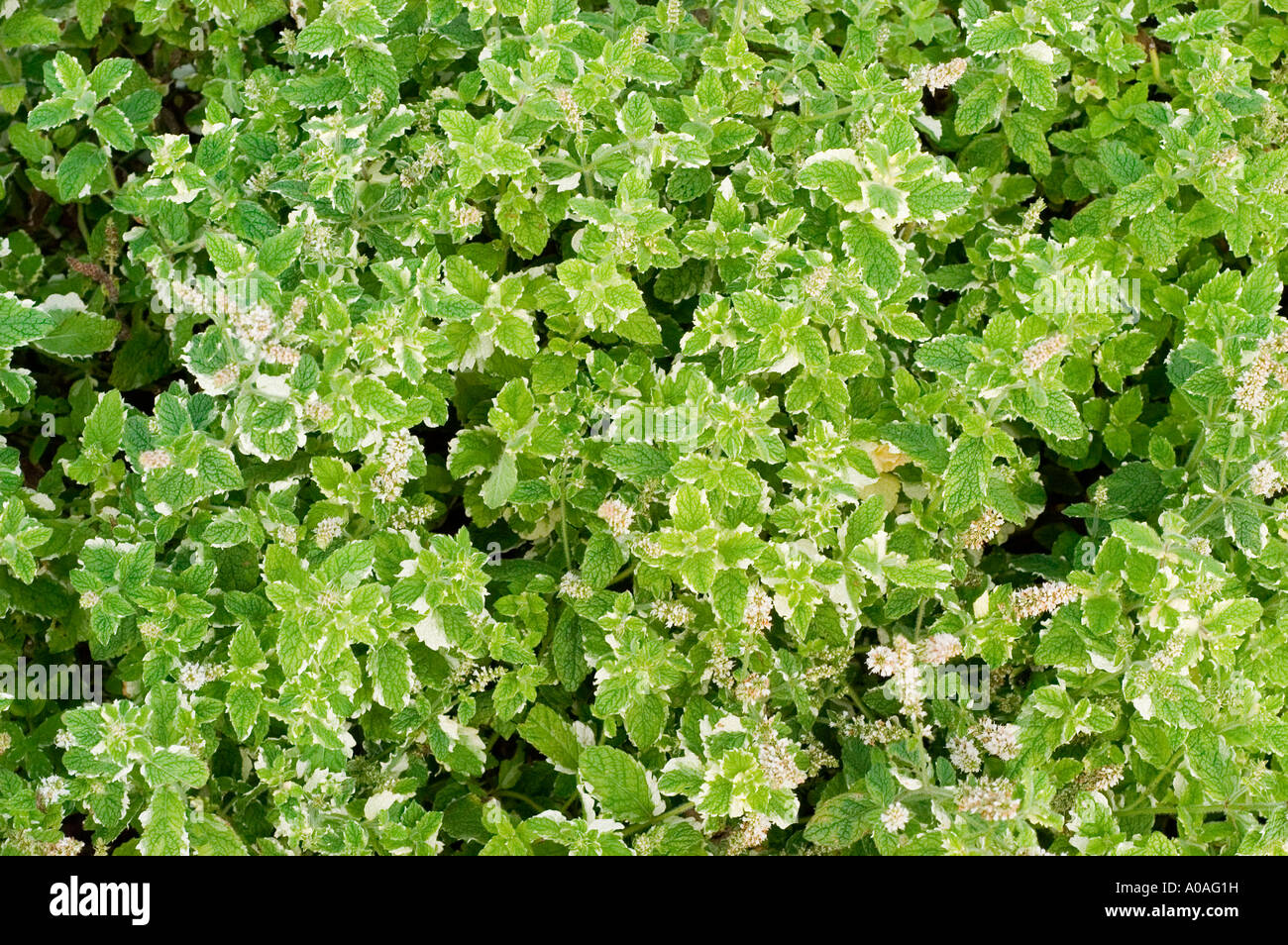 Mentha Suaveolens Variegata Stockfotos und -bilder Kaufen - Alamy