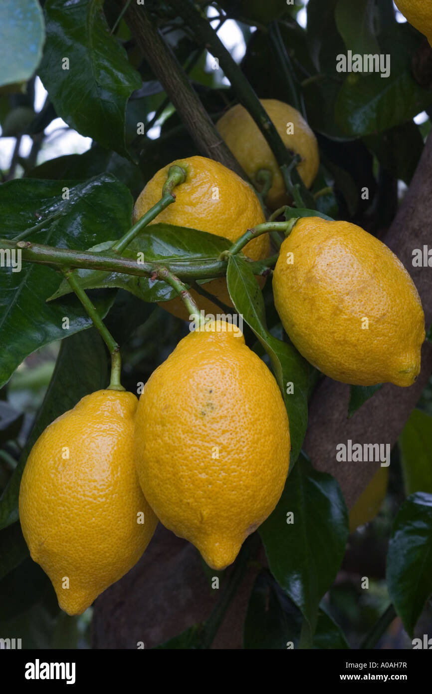 Zitrus Limon Eureka Stockfotos und -bilder Kaufen - Alamy