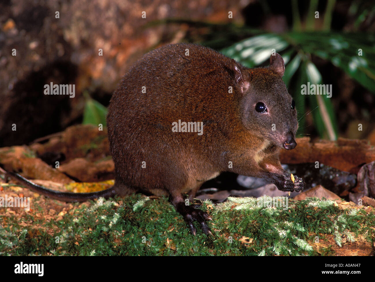 Musky rat kangaroo hypsiprymnodon moschatus smallest -Fotos und ...