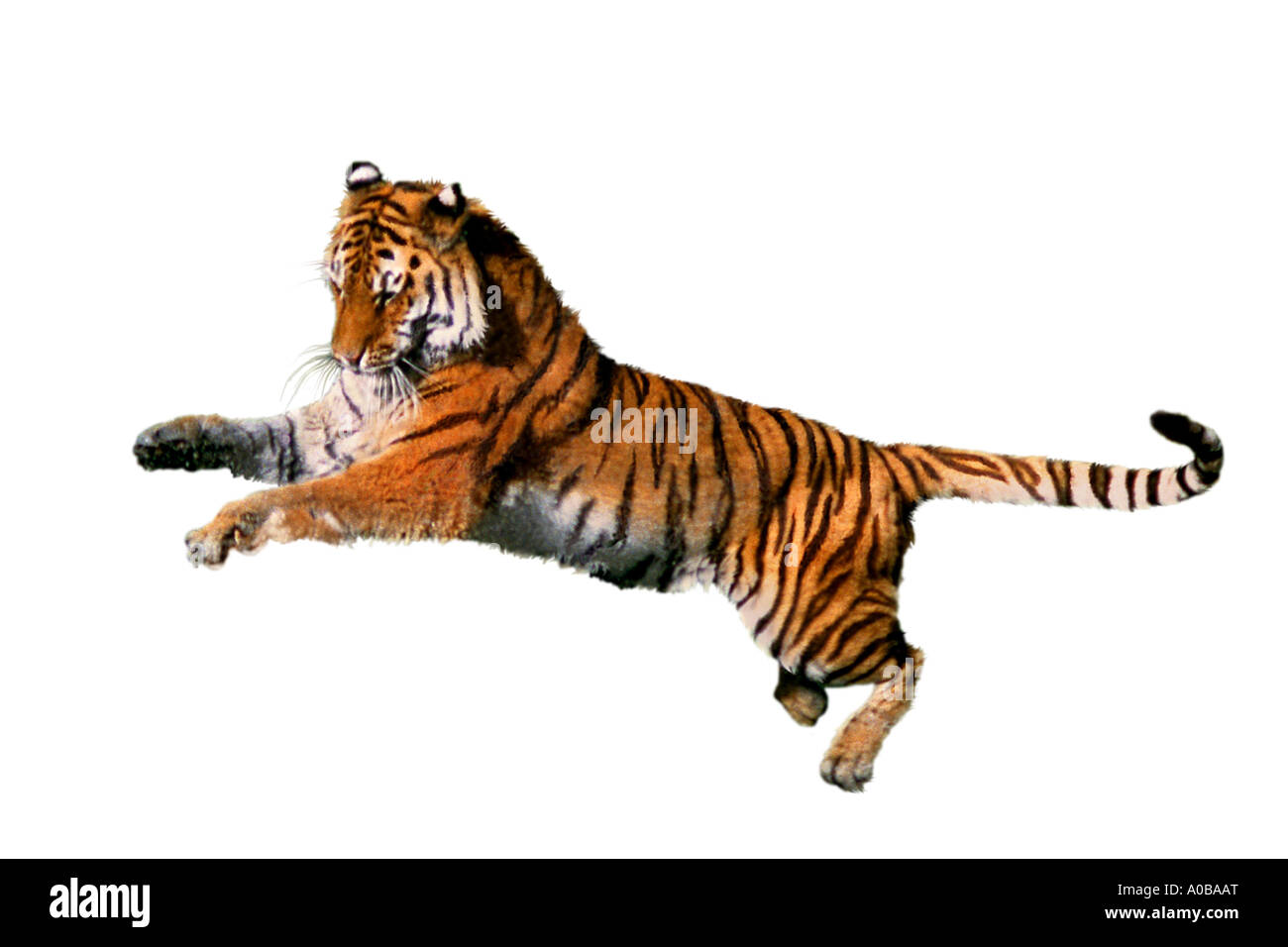 Tiger (Panthera Tigris), springen Stockfotografie - Alamy