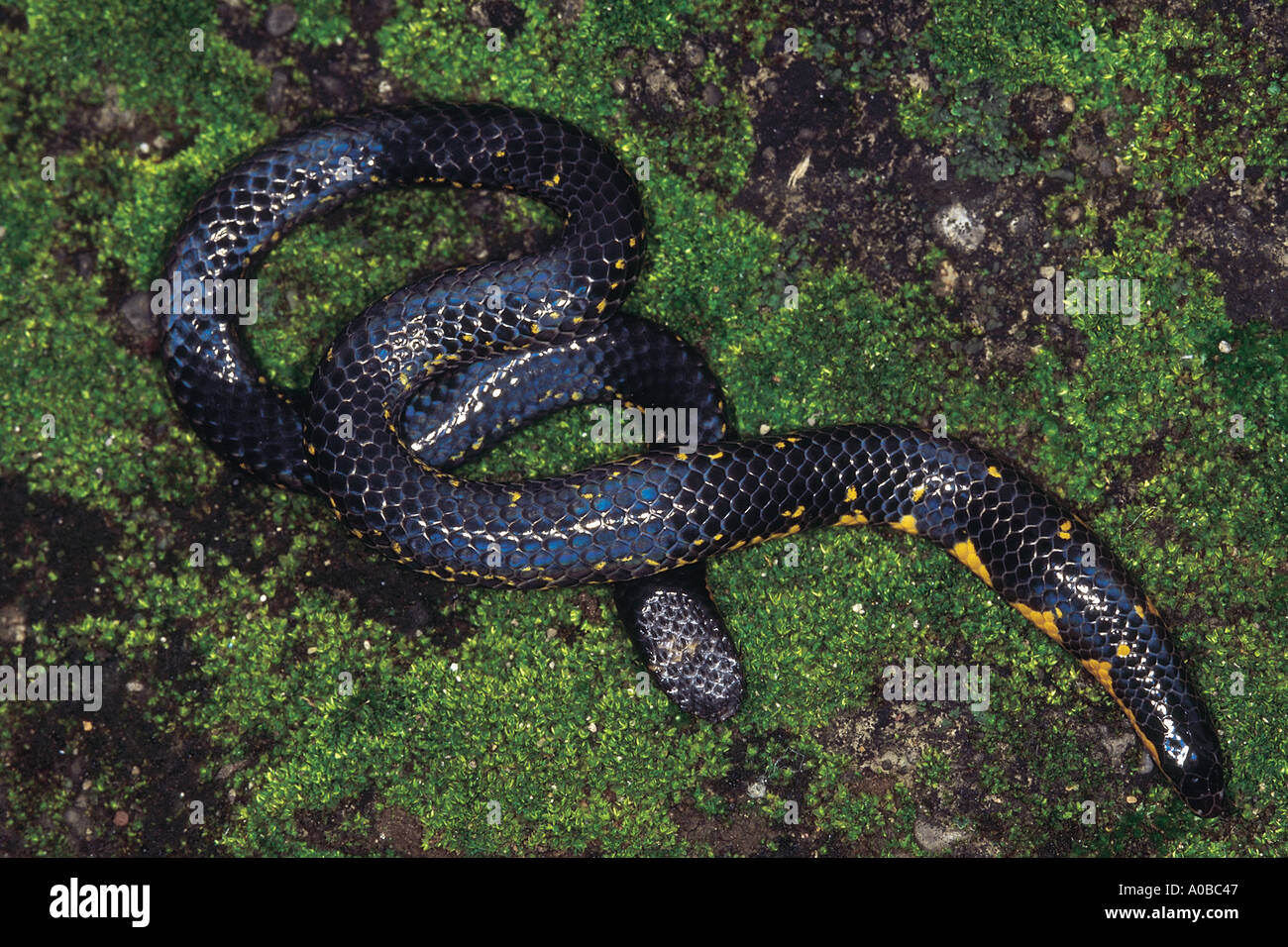 Shieldtail snake -Fotos und -Bildmaterial in hoher Auflösung – Alamy