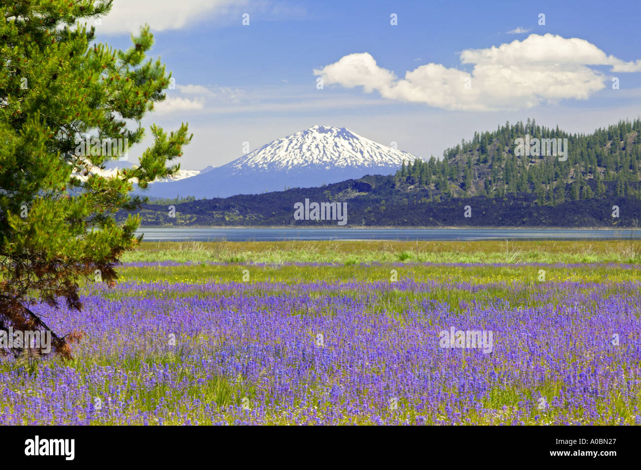 Penstemon rydbergii -Fotos und -Bildmaterial in hoher Auflösung – Alamy