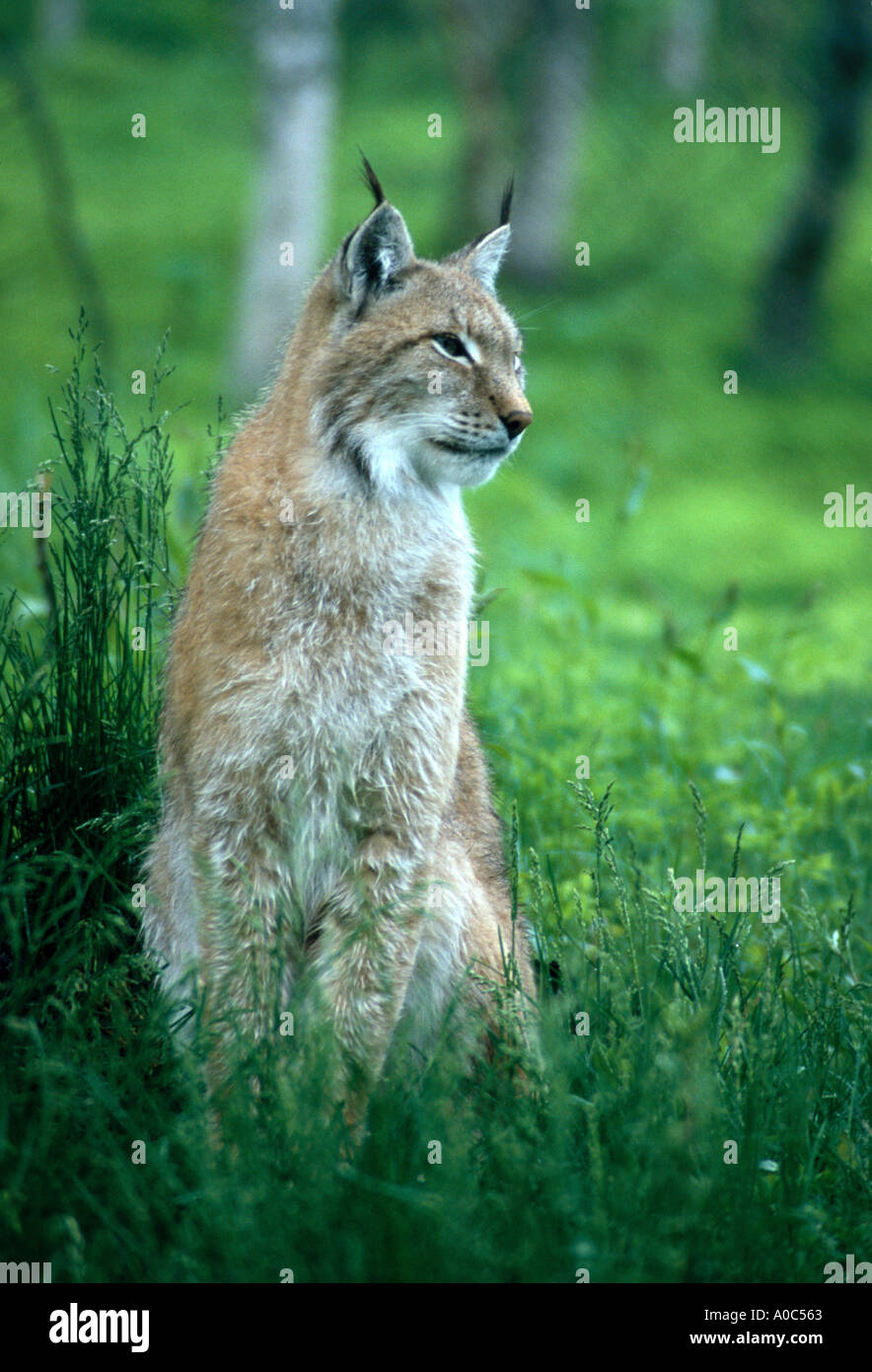 Luchse in Norwegen Stockfotografie - Alamy