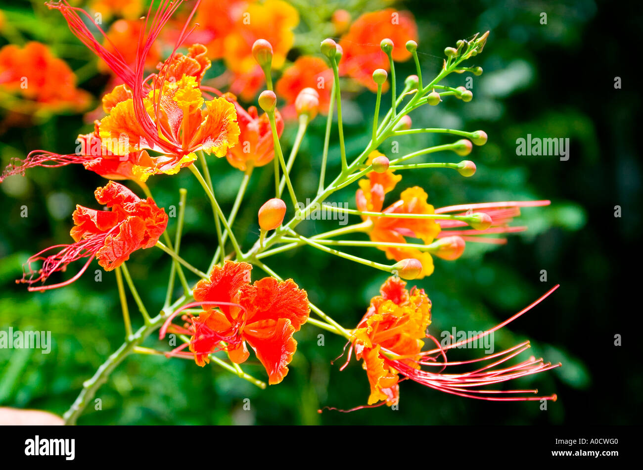 Heimische flora der antillen -Fotos und -Bildmaterial in hoher ...