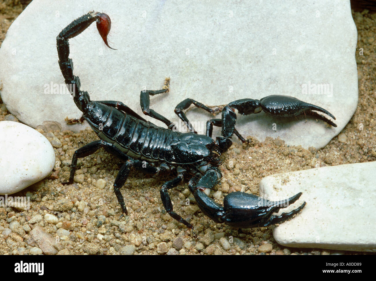 Imperial Skorpion Imperator blau Chitin Panzer Tier Thorn giftige ...