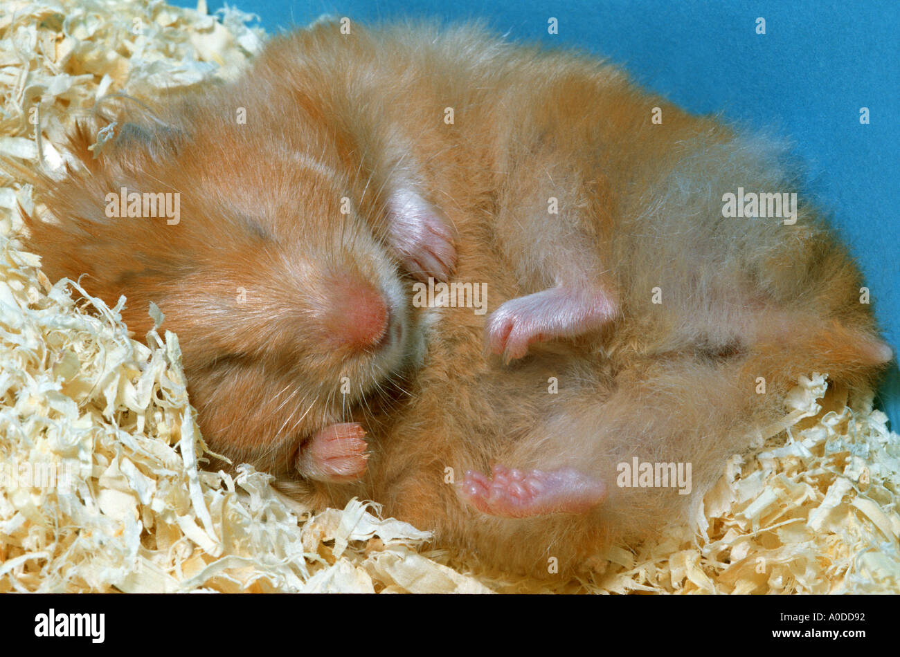 Hamster sleeping -Fotos und -Bildmaterial in hoher Auflösung – Alamy